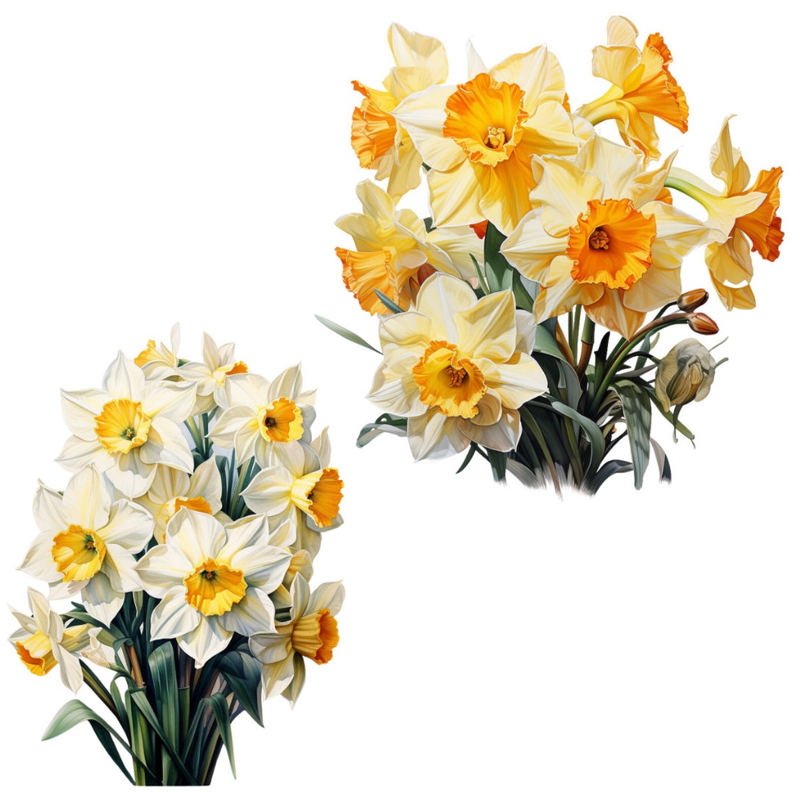 Vibrant Watercolor Daffodils Clipart Bundle 21 Pngs Perfect for Spring ...