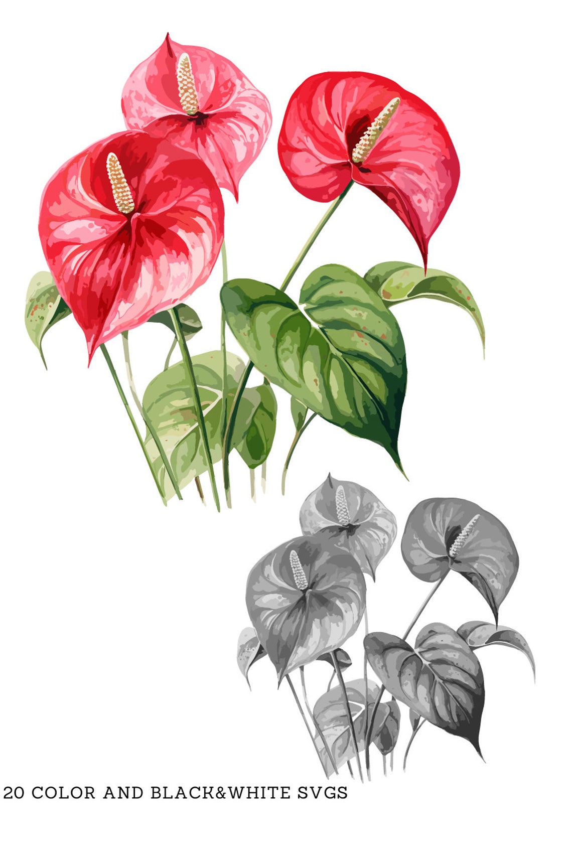 Anthurium Clipart Set Exotic Floral SVG Pack for Crafts and Design ...