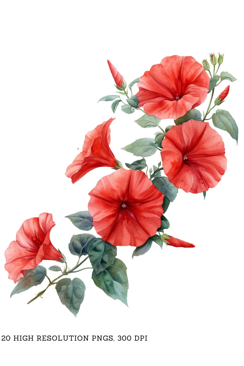 Watercolor Morning Glory Clipart Pack 20 Pngs Beautiful Summer And Spring