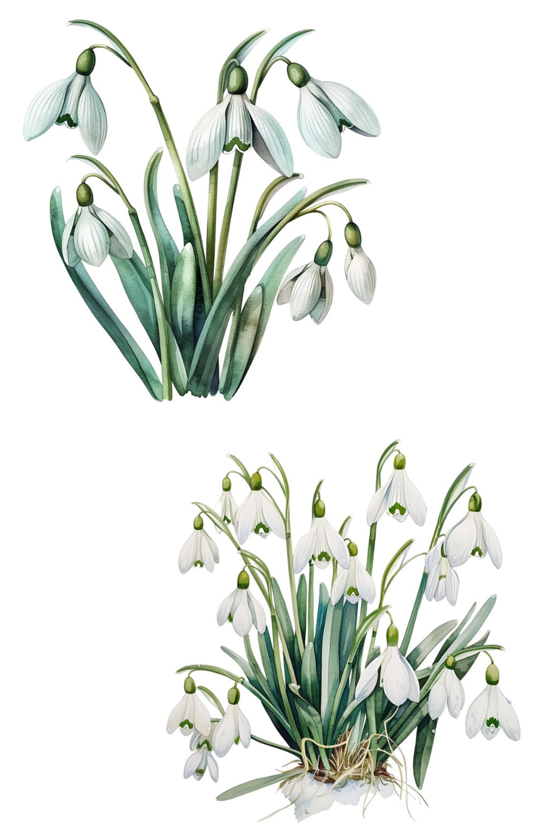 Watercolor Snowdrops Clipart Pack 20 Pngs With Transparent Backgrounds ...