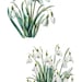 Watercolor Snowdrops Clipart Pack 20 Pngs With Transparent Backgrounds ...