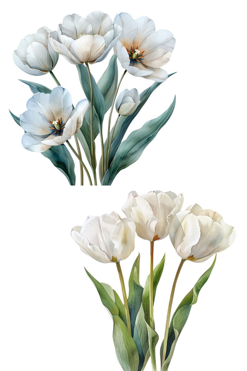 Watercolor White Tulips Clipart Pack - 20 Pngs - Beautiful Summer ...