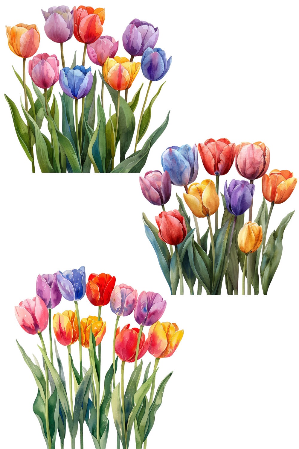 Watercolor Multicolor Tulips Clipart Pack - 20 Pngs - Beautiful Summer ...
