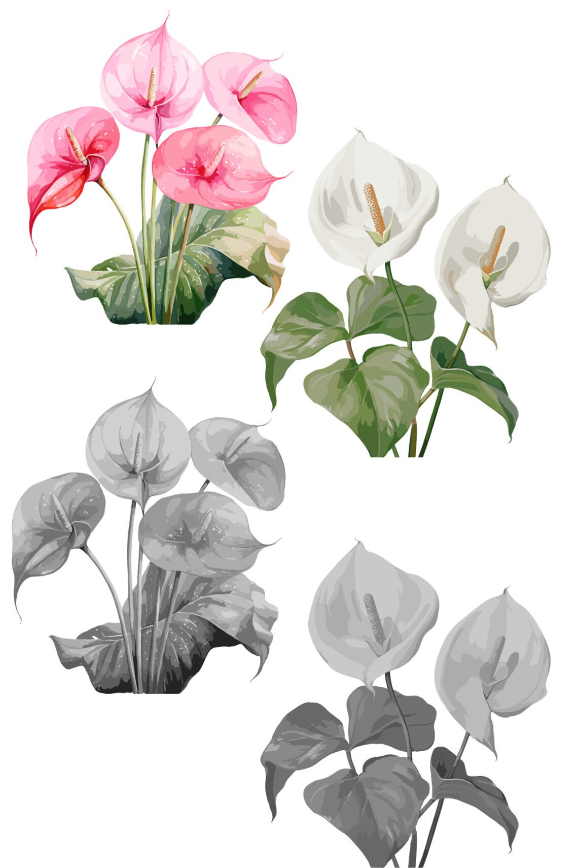 Anthurium Clipart Set Exotic Floral SVG Pack for Crafts and Design ...