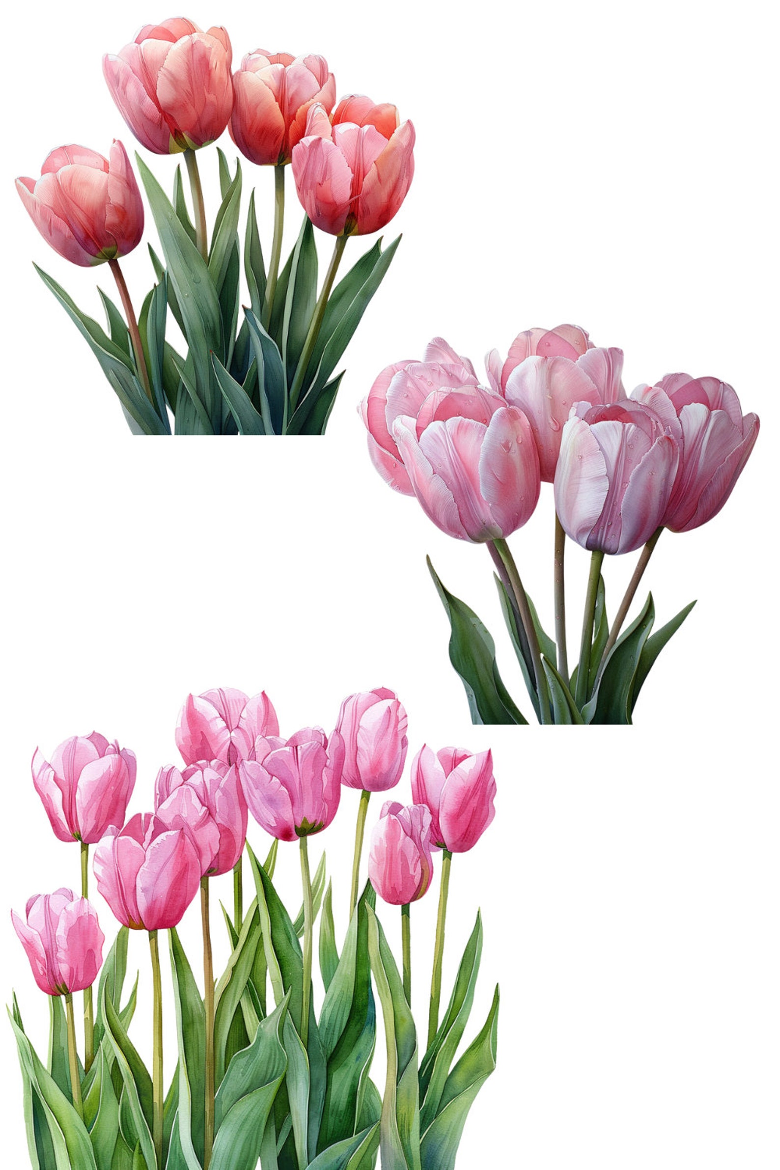 Watercolor Pink Tulips Clipart Pack - 20 Pngs - Beautiful Summer ...