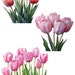 Watercolor Pink Tulips Clipart Pack 20 Pngs Beautiful Summer & Spring ...