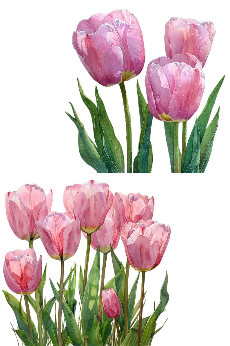 Watercolor Pink Tulips Clipart Pack 20 Pngs Beautiful Summer & Spring ...