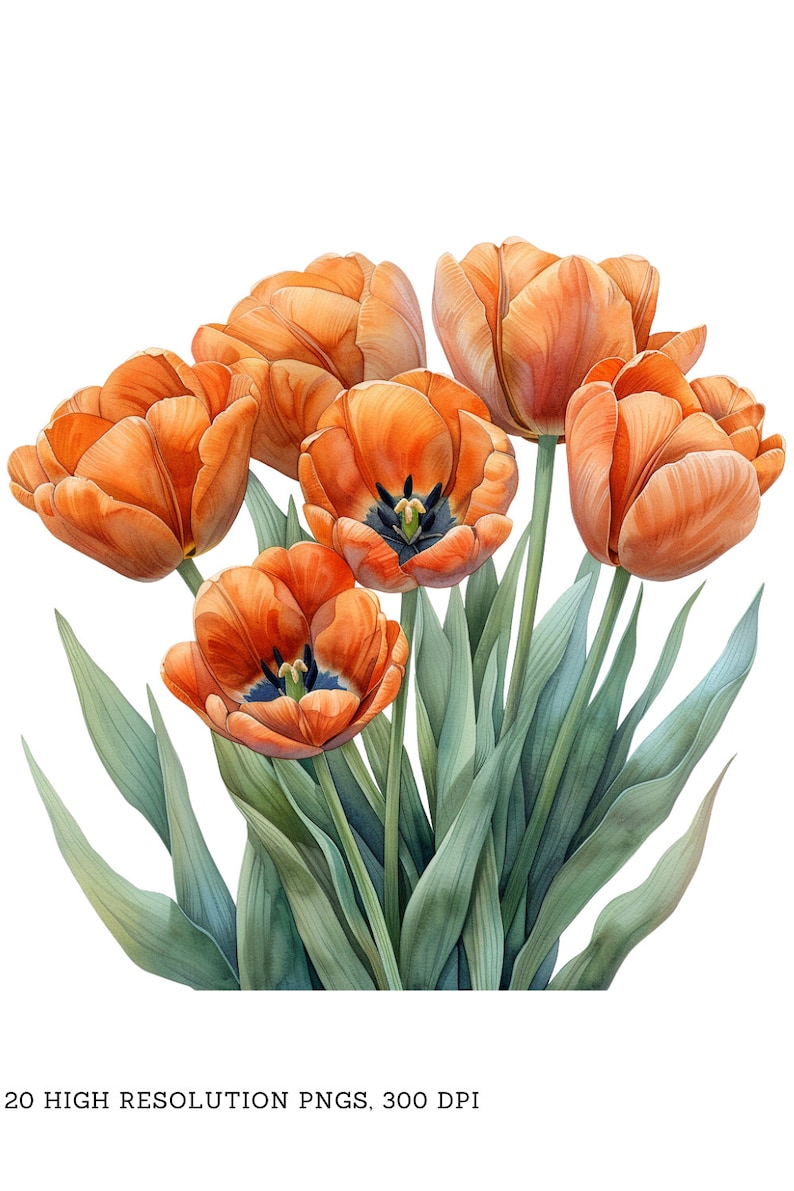 Watercolor Orange Tulips Clipart Pack - 20 Pngs - Beautiful Summer ...