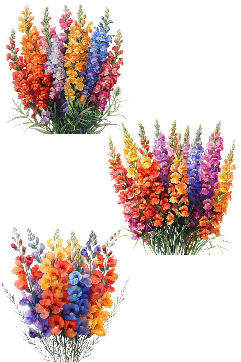 Watercolor Multicolor Snapdragon Clipart Pack - 20 Pngs, Commercial Use ...