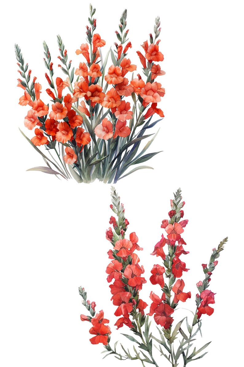 Watercolor Red Snapdragon Clipart Pack - 20 Pngs, Commercial Use ...