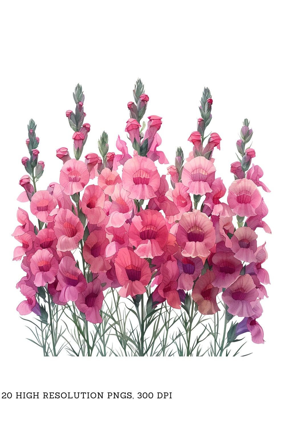 Watercolor Pink Snapdragon Clipart Pack 20 Pngs, Commercial Use ...