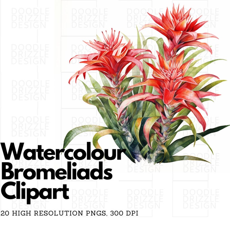 Watercolor Floral Bromeliads Clipart, Tropical Bromeliad Flowers, PNG ...