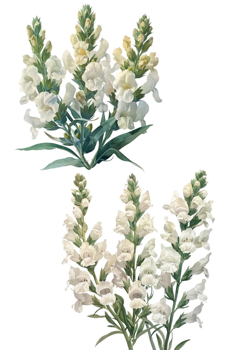 Watercolor White Snapdragon Clipart Pack - 20 Pngs, Commercial Use ...
