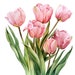 Watercolor Pink Tulips Clipart Pack 20 Pngs Beautiful Summer & Spring ...