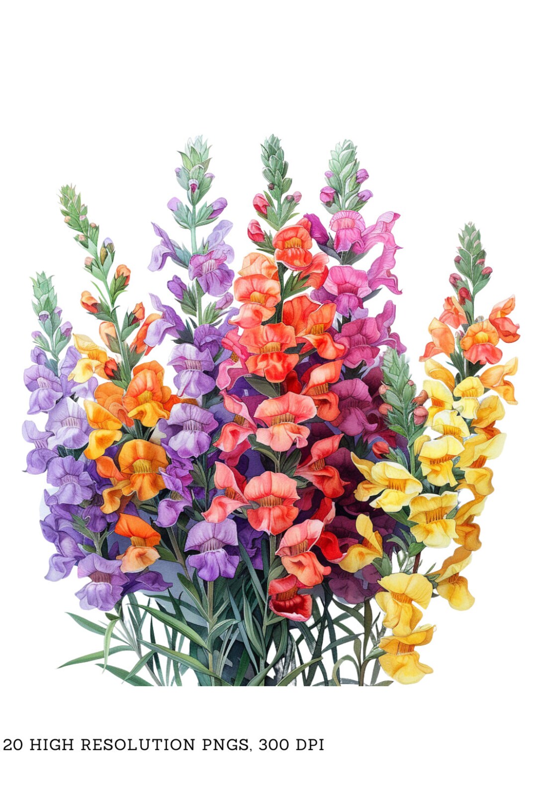 Watercolor Multicolor Snapdragon Clipart Pack - 20 Pngs, Commercial Use ...