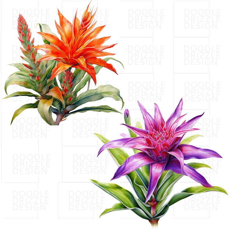 Watercolor Floral Bromeliads Clipart, Tropical Bromeliad Flowers, PNG ...