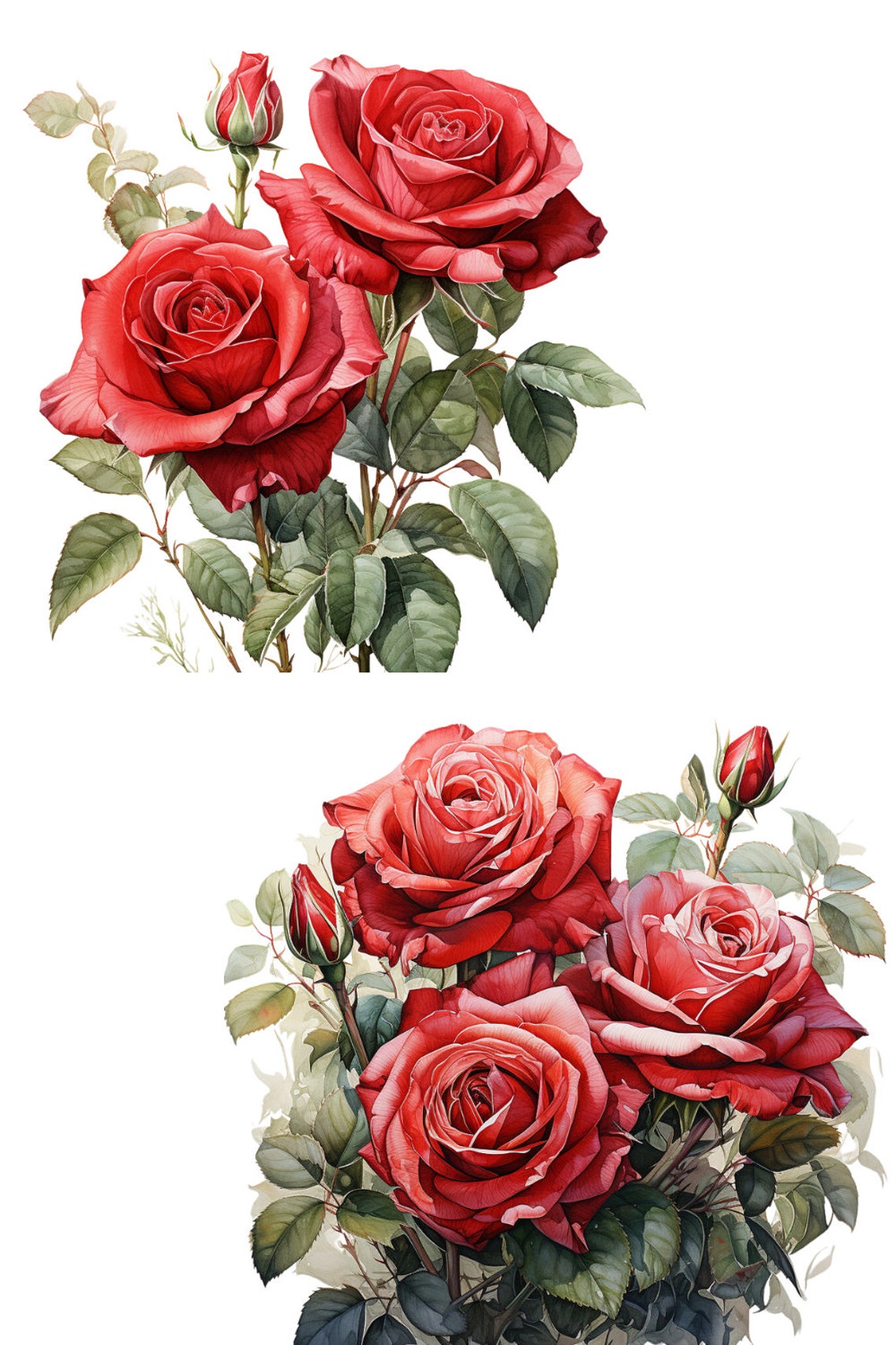 Watercolor Red Roses Clipart Pack 20 Pngs With Transparent Backgrounds ...
