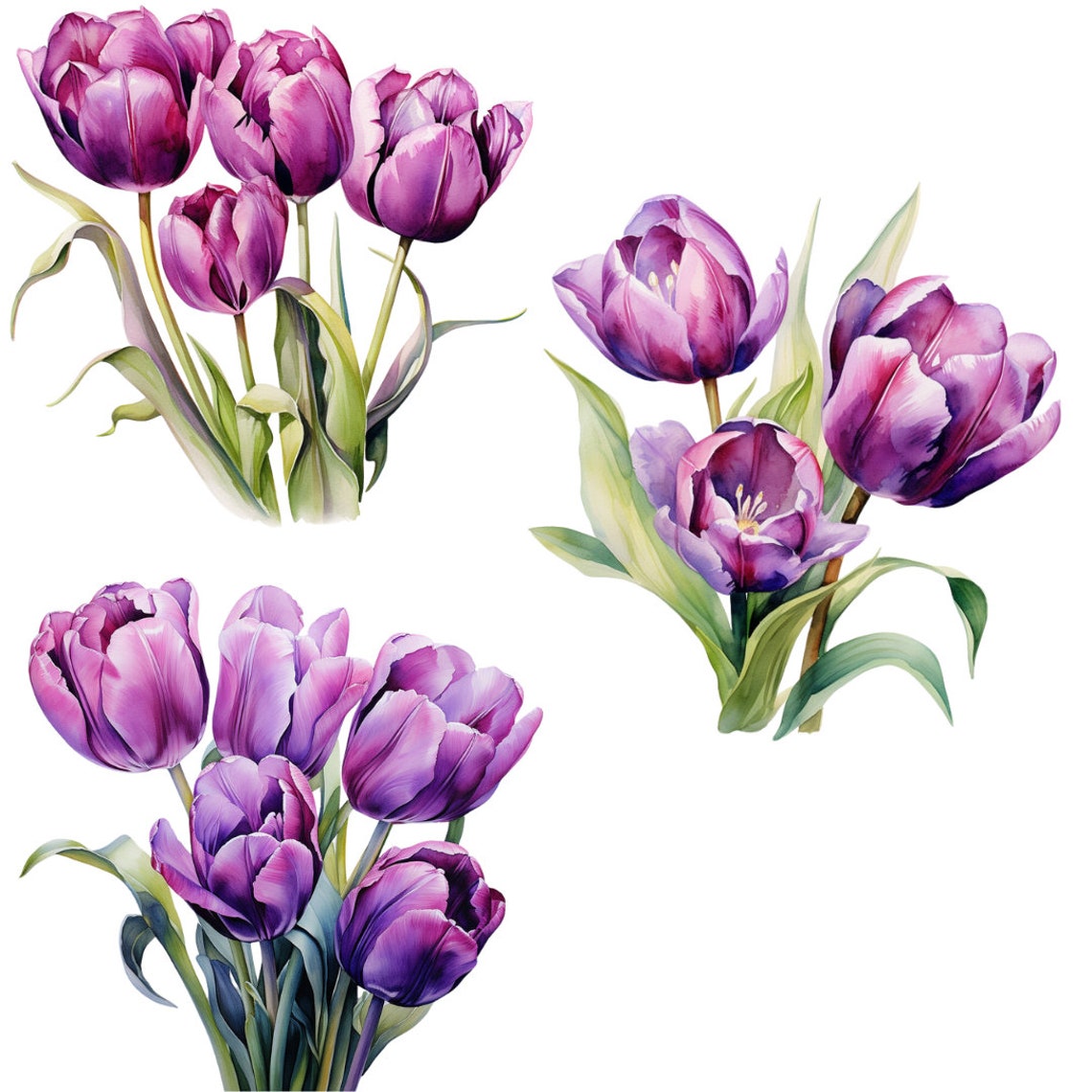 Watercolor Purple Tulips Clipart Pack 20 Pngs Beautiful Summer & Spring ...