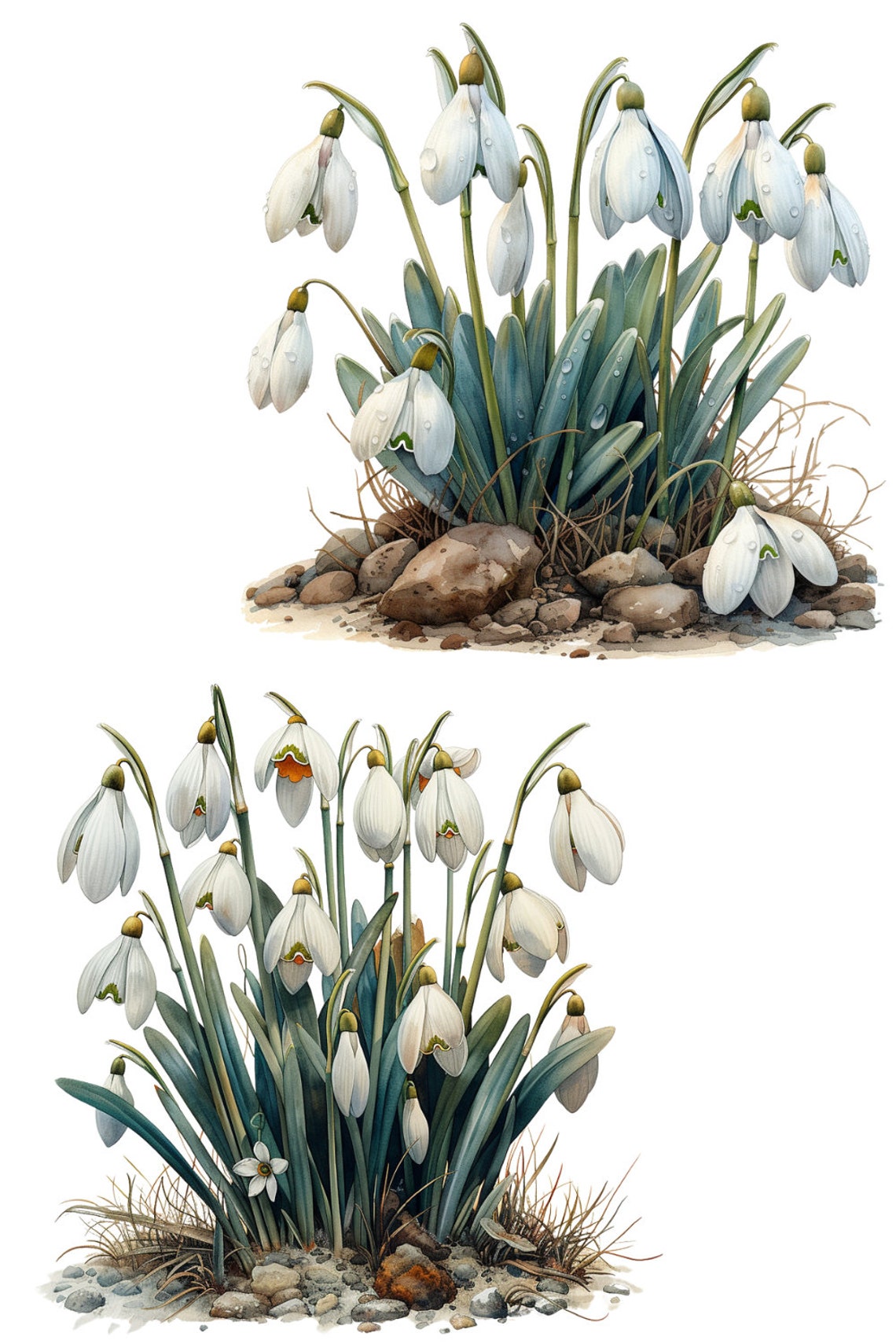 Watercolor Snowdrops Clipart Pack 20 Pngs With Transparent Backgrounds ...