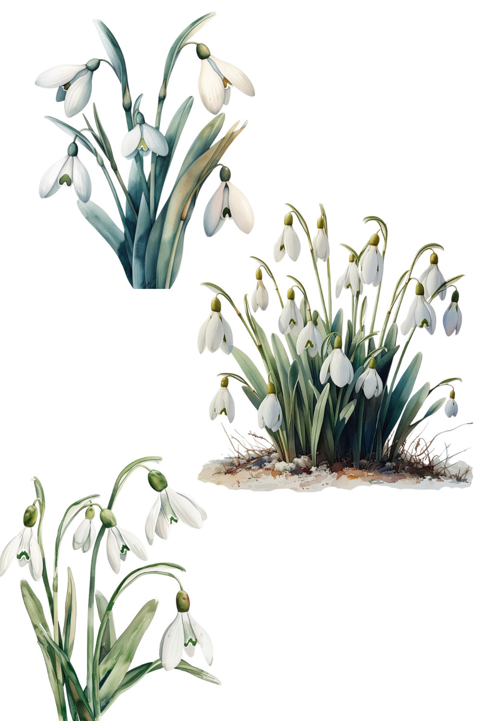Watercolor Snowdrops Clipart Pack - 20 Pngs With Transparent ...