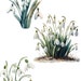 Watercolor Snowdrops Clipart Pack 20 Pngs With Transparent Backgrounds ...