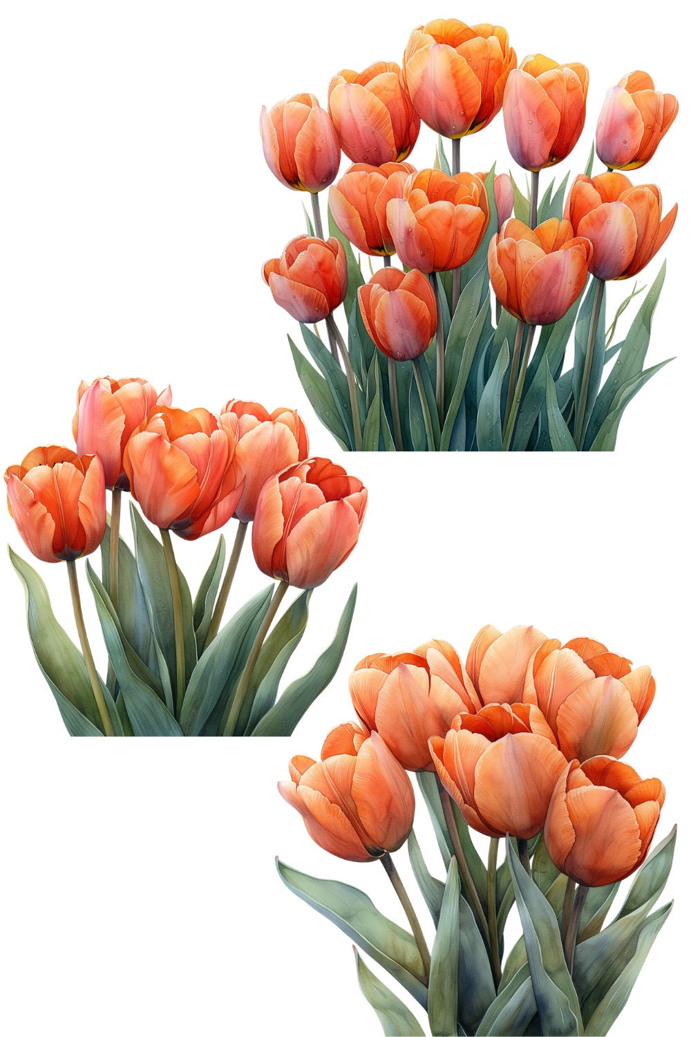 Watercolor Orange Tulips Clipart Pack - 20 Pngs - Beautiful Summer ...