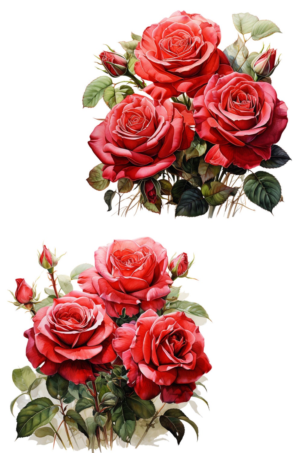 Watercolor Red Roses Clipart Pack - 20 Pngs With Transparent ...