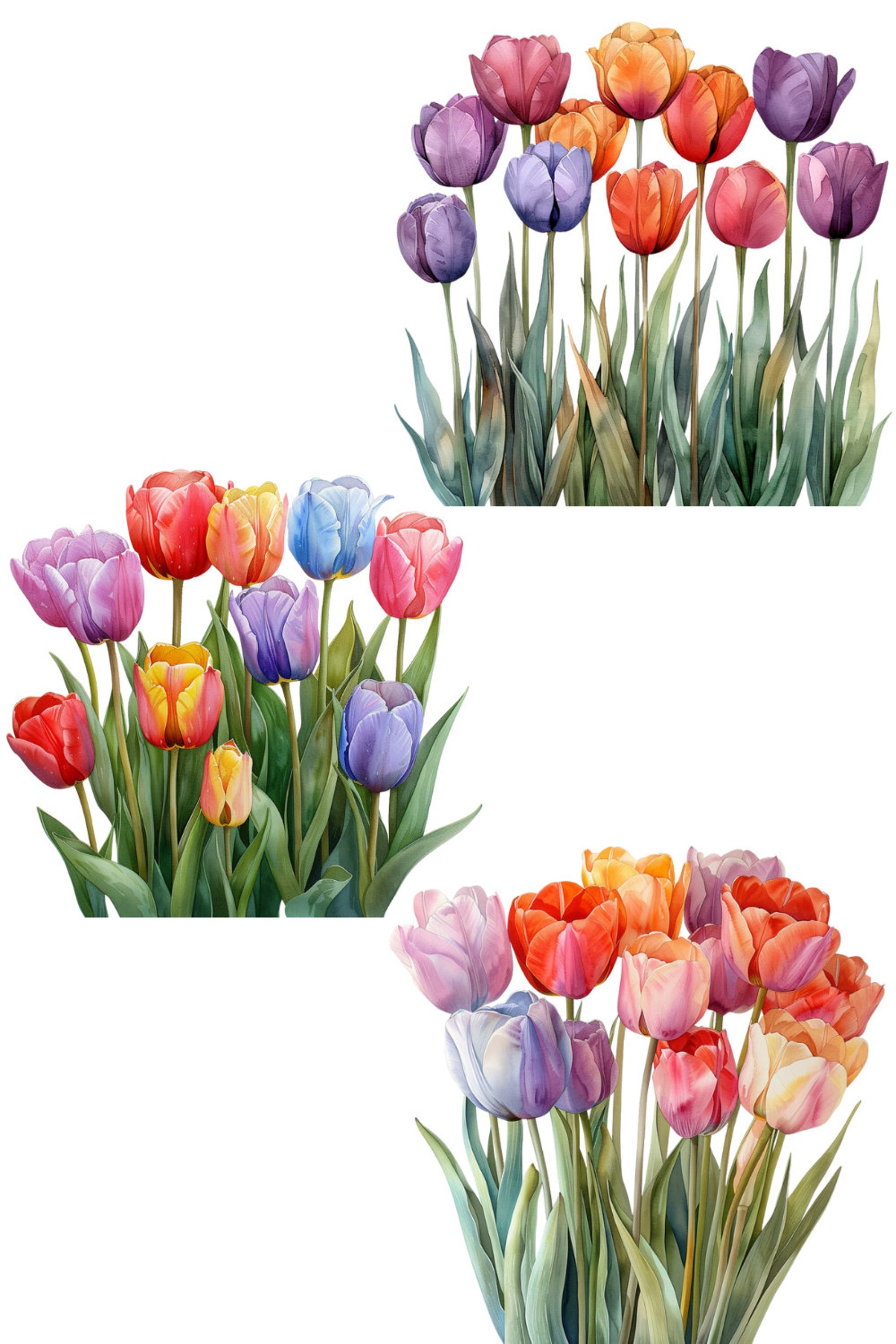 Watercolor Multicolor Tulips Clipart Pack - 20 Pngs - Beautiful Summer ...
