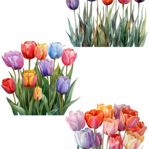 Watercolor Multicolor Tulips Clipart Pack - 20 Pngs - Beautiful Summer ...