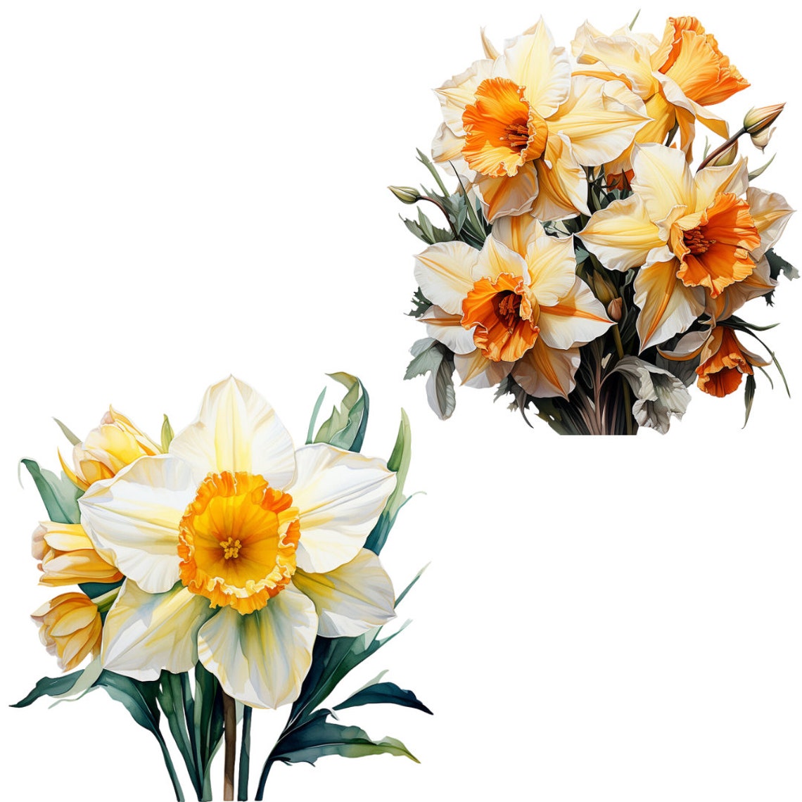 Vibrant Watercolor Daffodils Clipart Bundle 21 Pngs Perfect for Spring ...