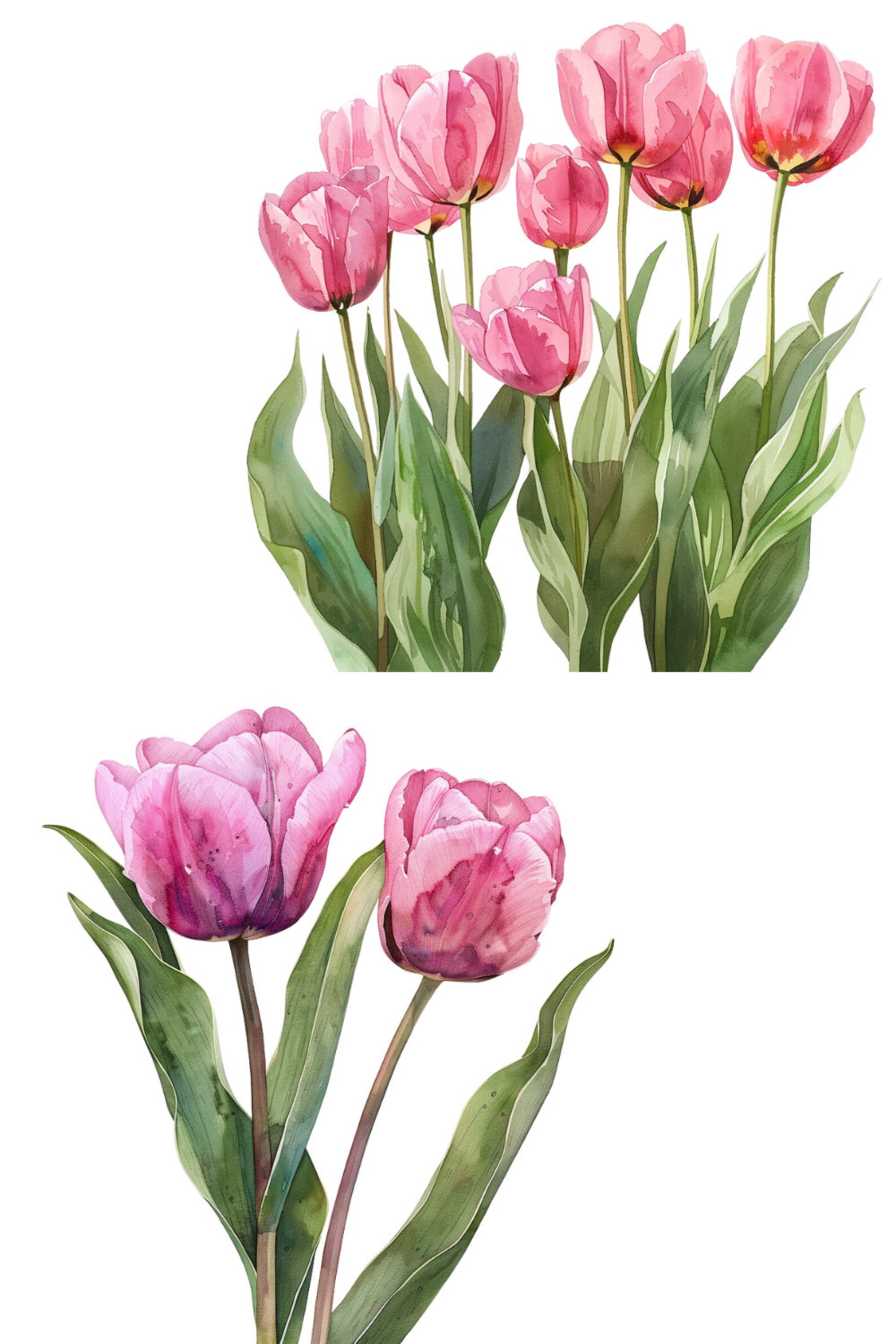Watercolor Pink Tulips Clipart Pack - 20 Pngs - Beautiful Summer ...