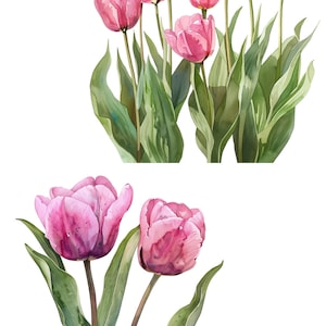Watercolor Pink Tulips Clipart Pack - 20 Pngs - Beautiful Summer ...