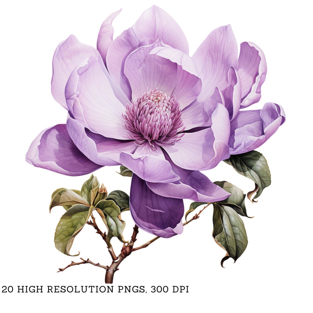 Watercolor Purple Magnolia Clipart Bundle - 20 Pngs - Summer & Spring ...