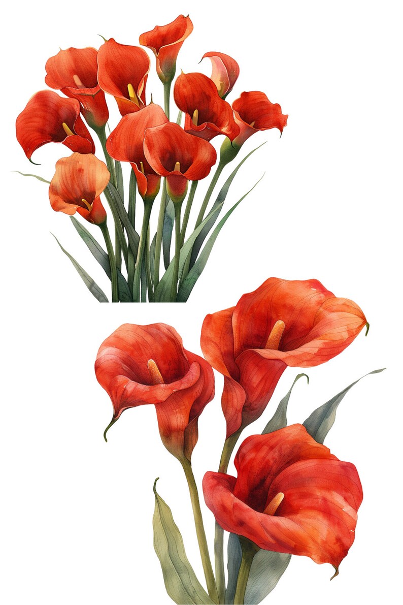 Watercolor Red Calla Lily Clipart Pack - 20 Pngs, Commercial Use ...