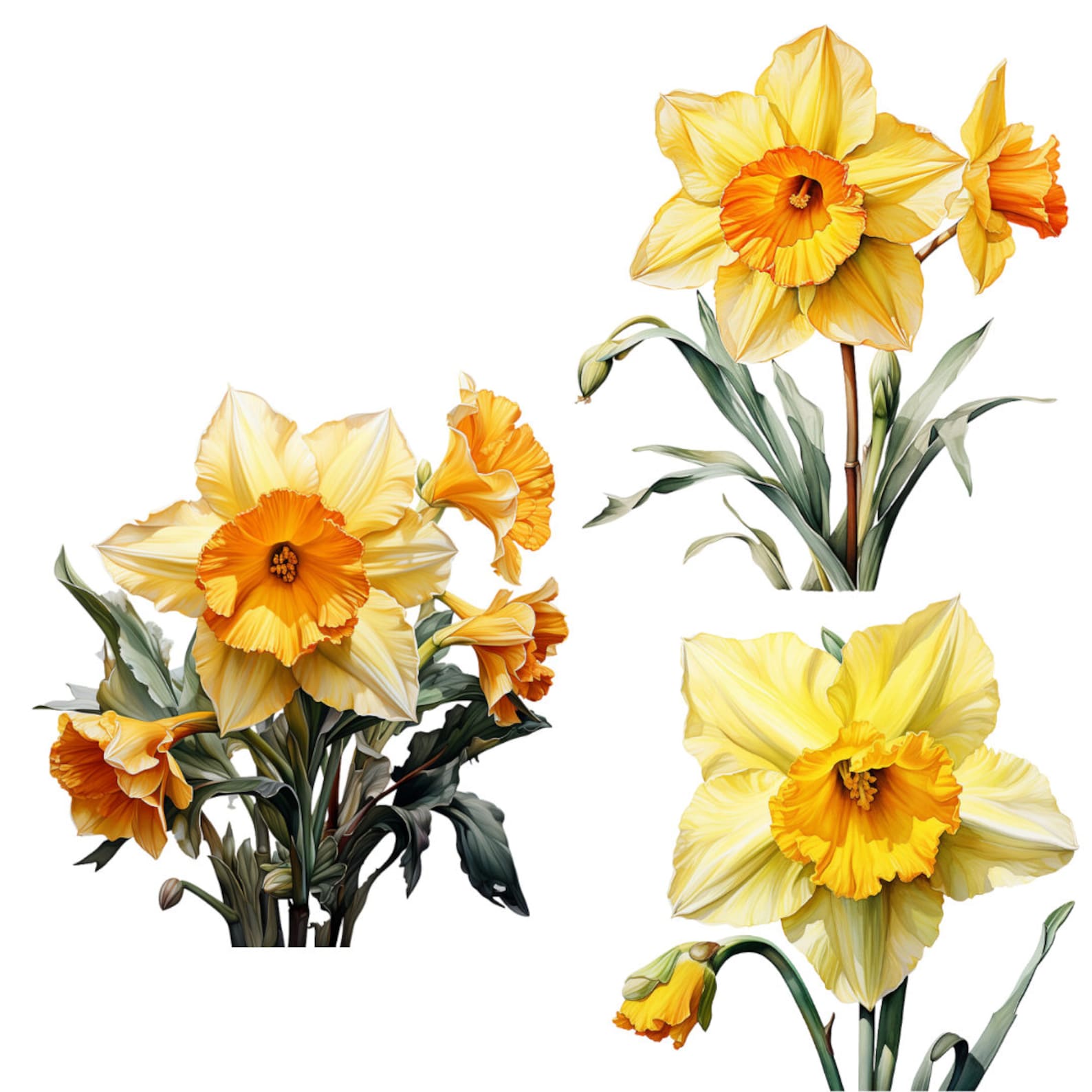 Vibrant Watercolor Daffodils Clipart Bundle 21 Pngs Perfect for Spring ...
