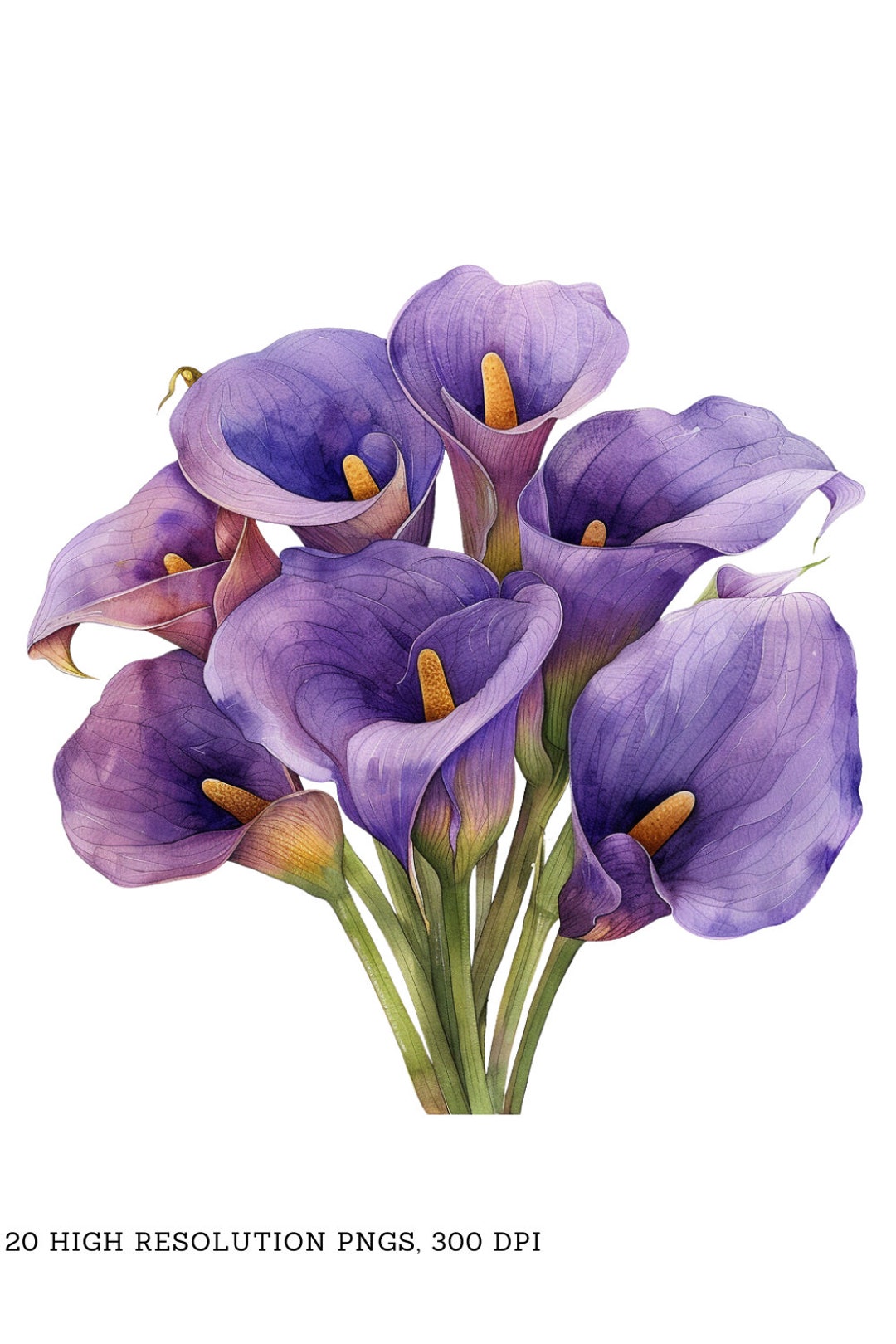 Watercolor Purple Calla Lily Clipart Pack - 20 Pngs, Commercial Use ...