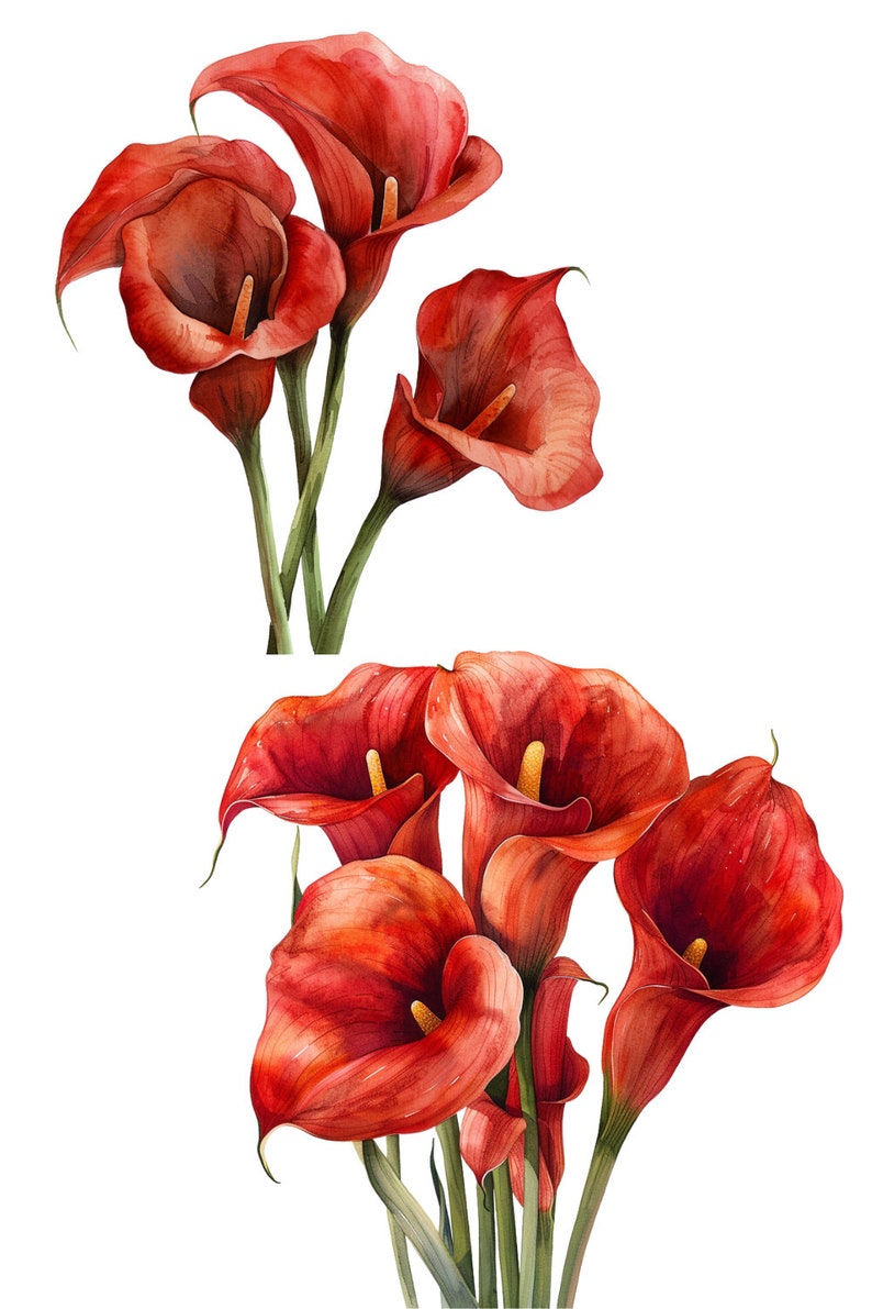 Watercolor Red Calla Lily Clipart Pack - 20 Pngs, Commercial Use ...