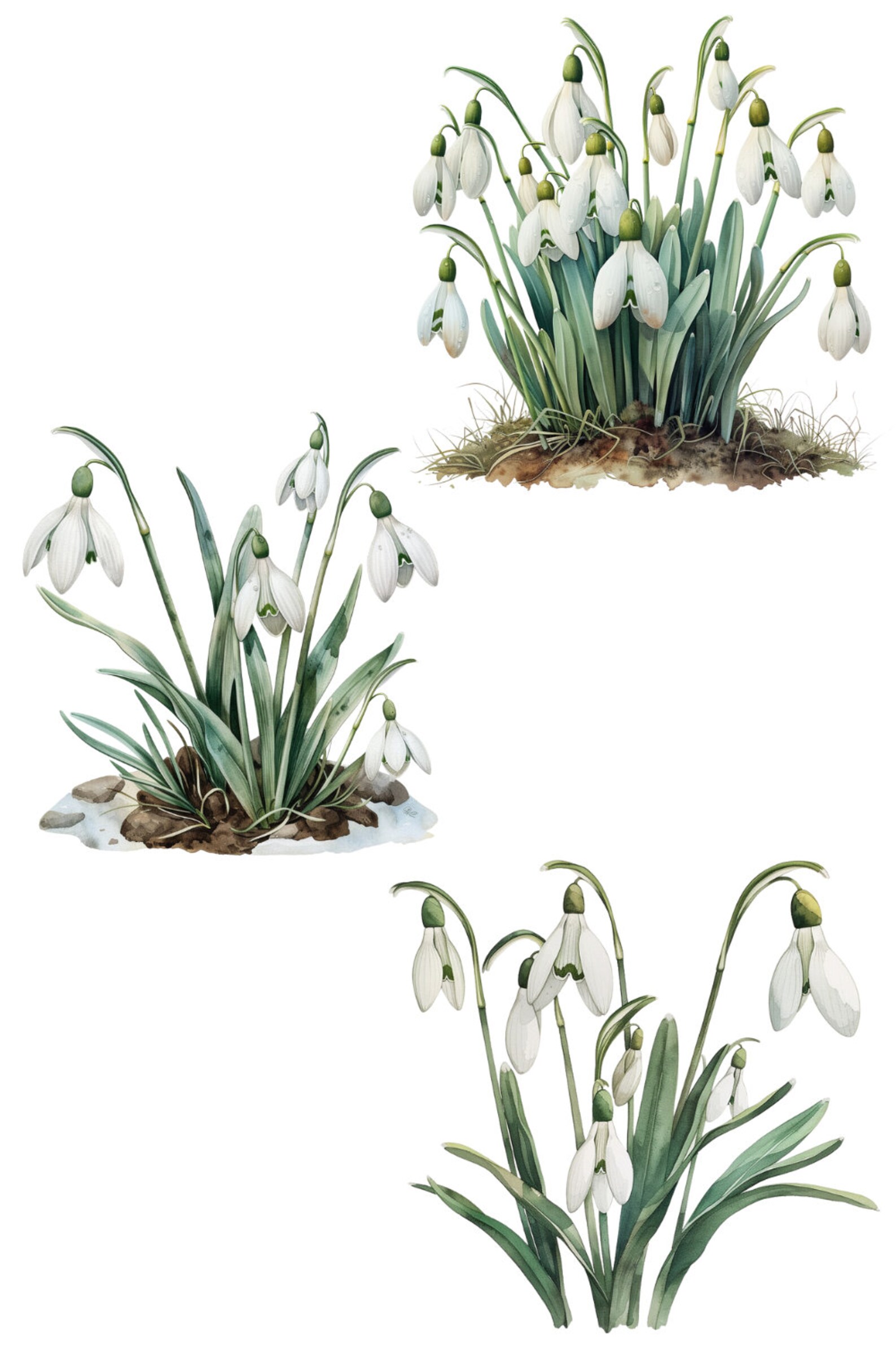 Watercolor Snowdrops Clipart Pack 20 Pngs With Transparent Backgrounds ...