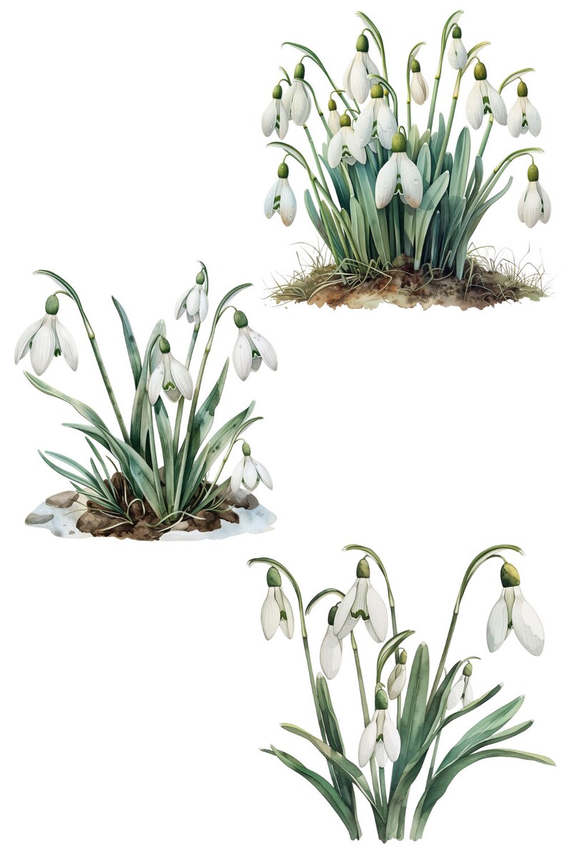 Watercolor Snowdrops Clipart Pack 20 Pngs With Transparent Backgrounds ...