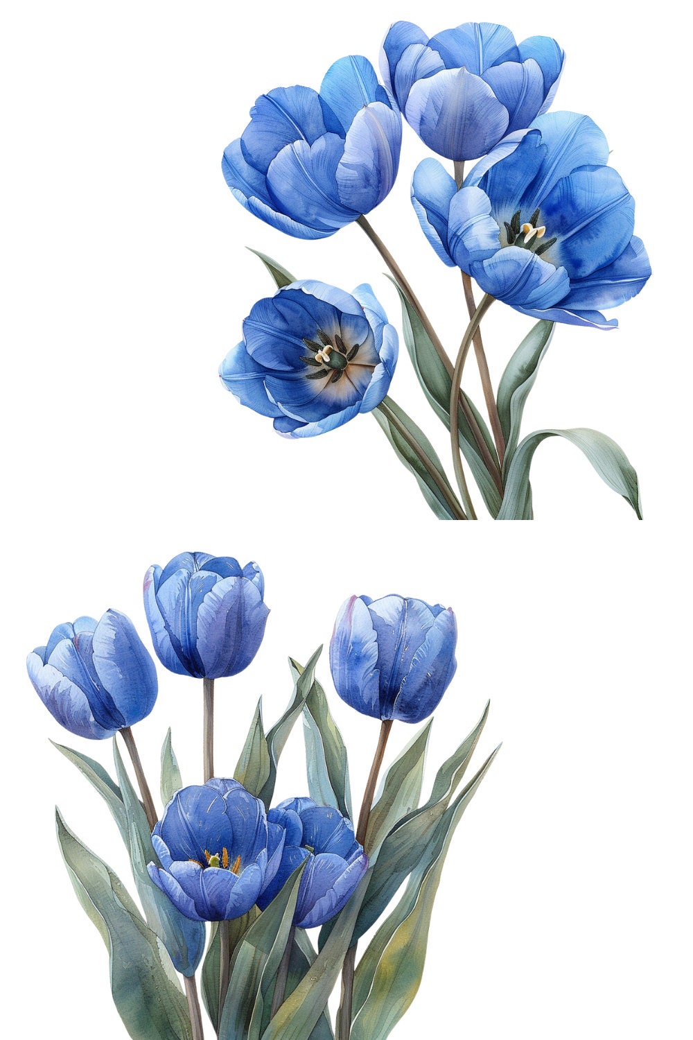 Watercolor Blue Tulips Clipart Pack 20 Pngs Beautiful Summer & Spring ...
