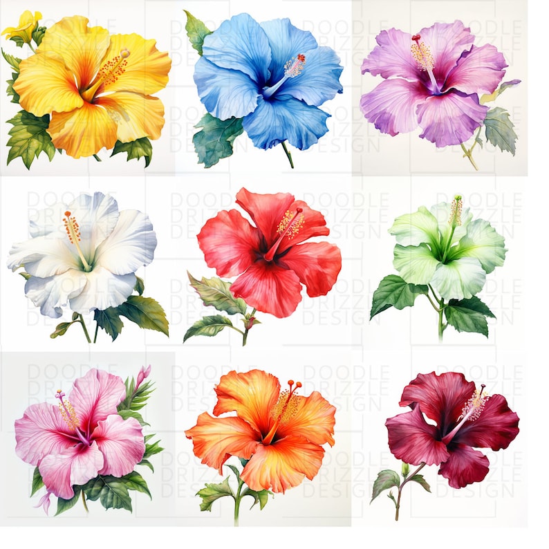 Watercolor Floral Hibiscus Clipart, Tropical Flowers Hibiscus Floral ...