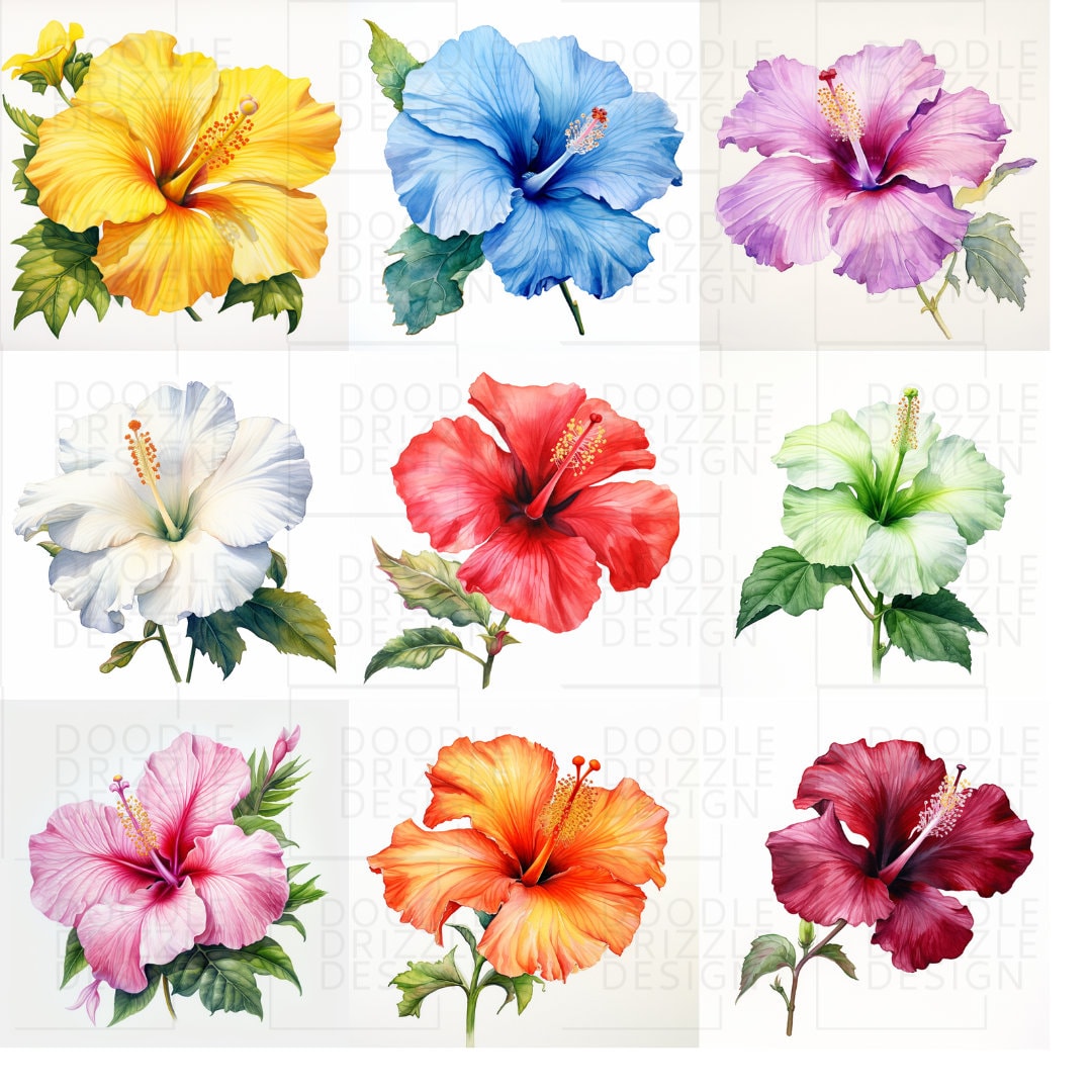 Watercolor Floral Hibiscus Clipart, Tropical Flowers Hibiscus Floral ...