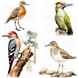 Watercolor Christmas Birds Clipart Bundle - Robin, Partridge, Dove - 56 ...