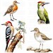 Watercolor Christmas Birds Clipart Bundle - Robin, Partridge, Dove - 56 ...