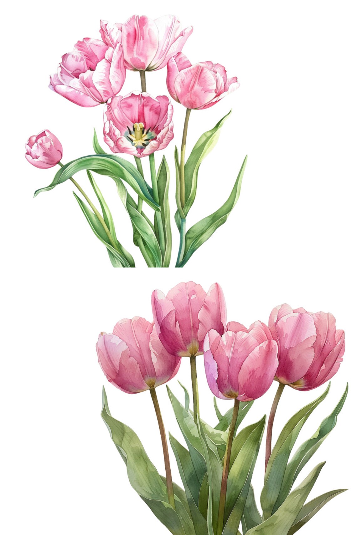 Watercolor Pink Tulips Clipart Pack 20 Pngs Beautiful Summer & Spring ...