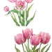 Watercolor Pink Tulips Clipart Pack - 20 Pngs - Beautiful Summer ...