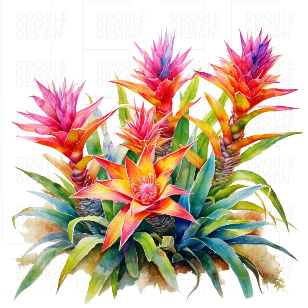 Watercolor Floral Bromeliads Clipart, Tropical Bromeliad Flowers, PNG ...