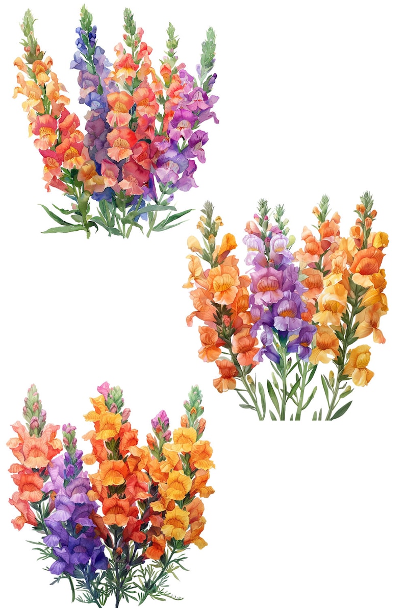 Watercolor Multicolor Snapdragon Clipart Pack - 20 Pngs, Commercial Use ...