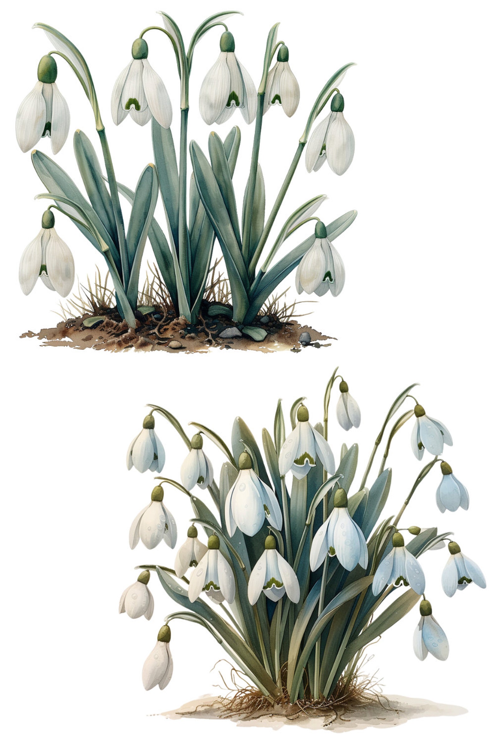 Watercolor Snowdrops Clipart Pack - 20 Pngs With Transparent ...