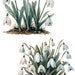 Watercolor Snowdrops Clipart Pack 20 Pngs With Transparent Backgrounds ...